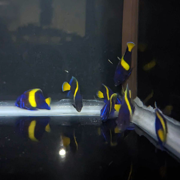 Asfur Angelfish - The Biota Group