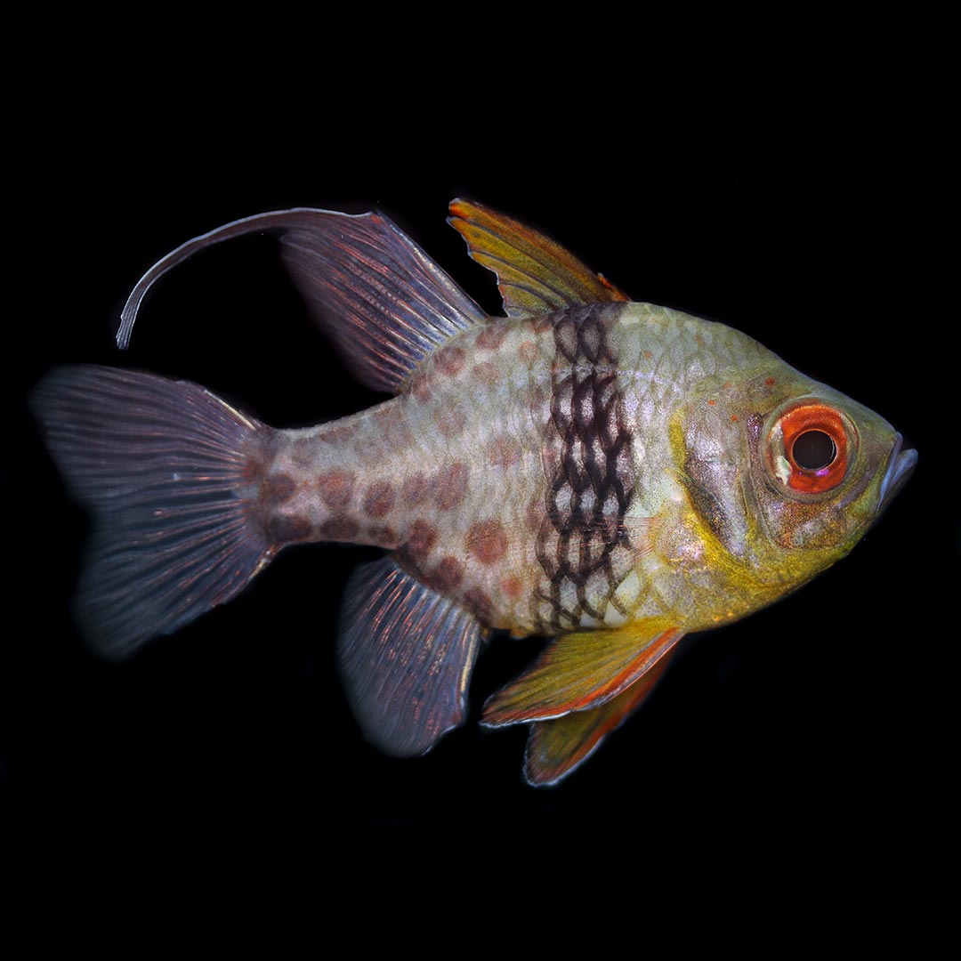 Cardinalfish - The Biota Group