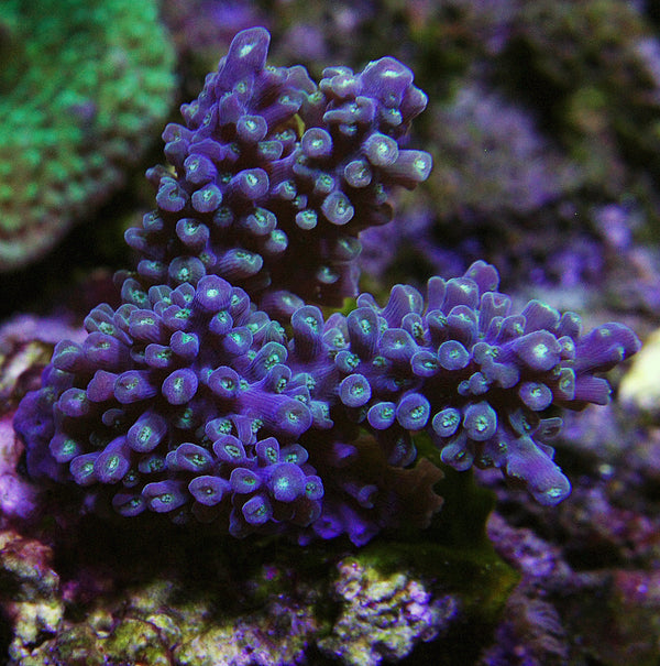 Biota Palau Royal Boba Acropora Mini-colony - The Biota Group