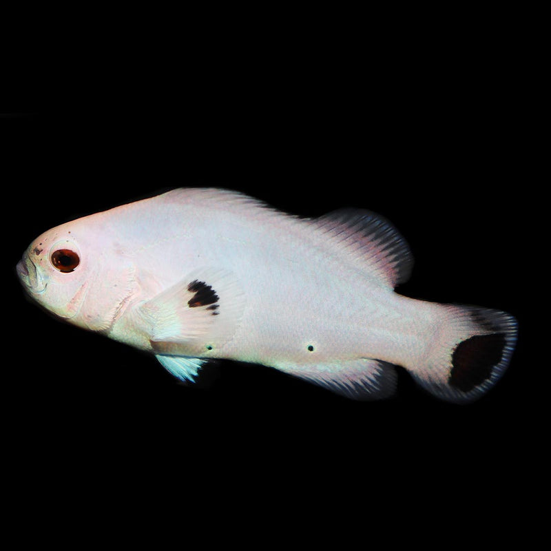 Clownfish & Damsels - The Biota Group