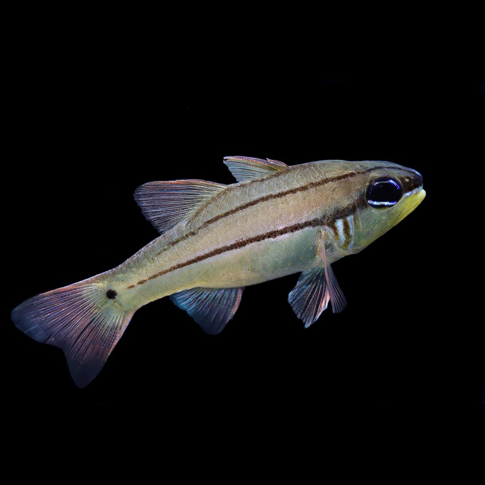 Cardinalfish - The Biota Group
