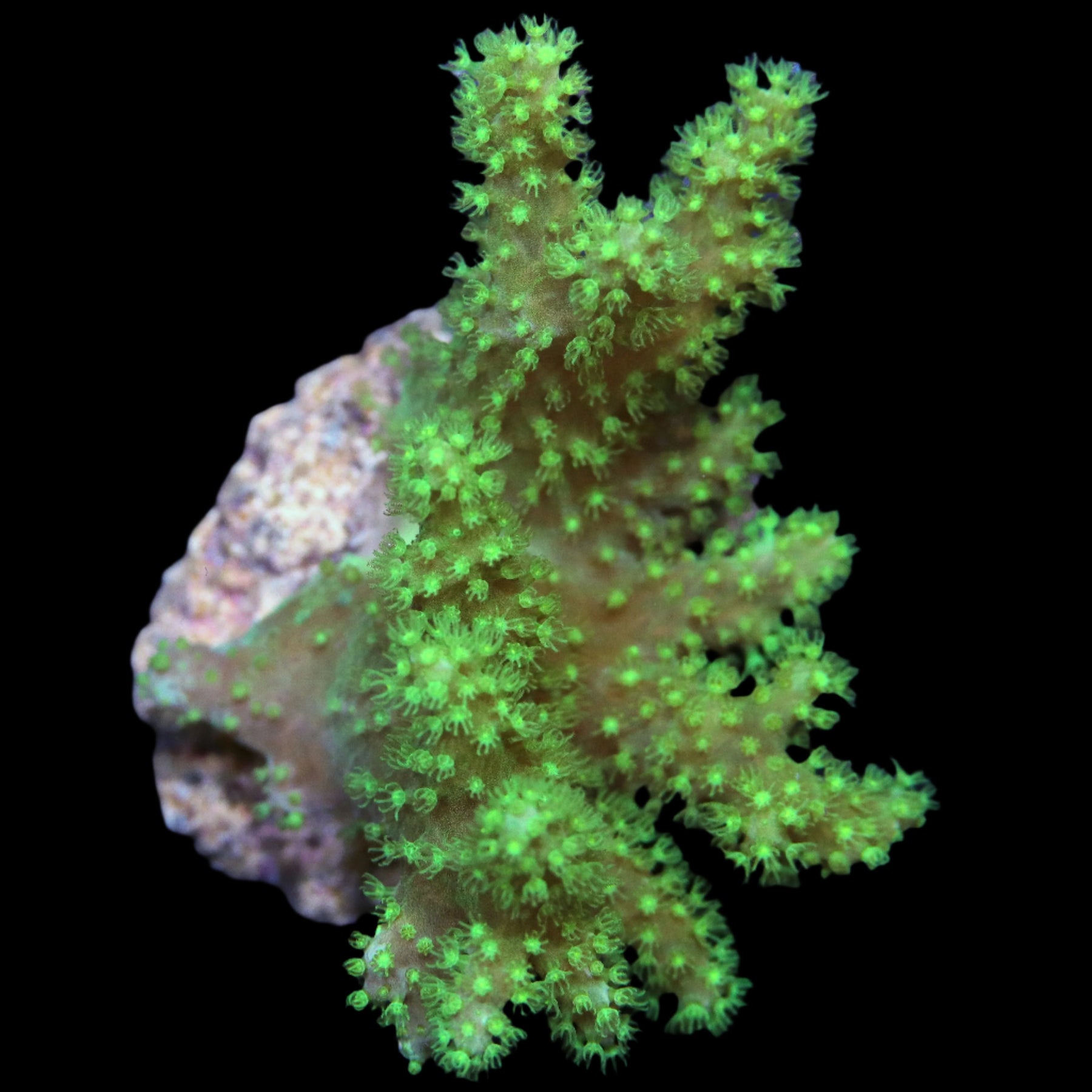 Soft Coral - The Biota Group