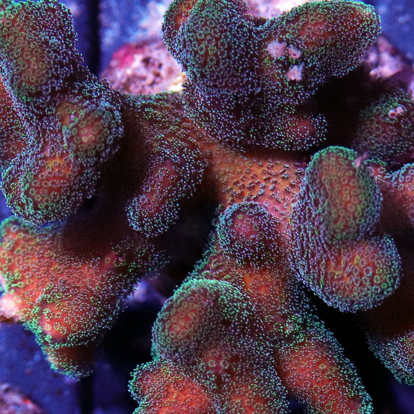 Biota Pink and Green Stylophora mini colony - The Biota Group