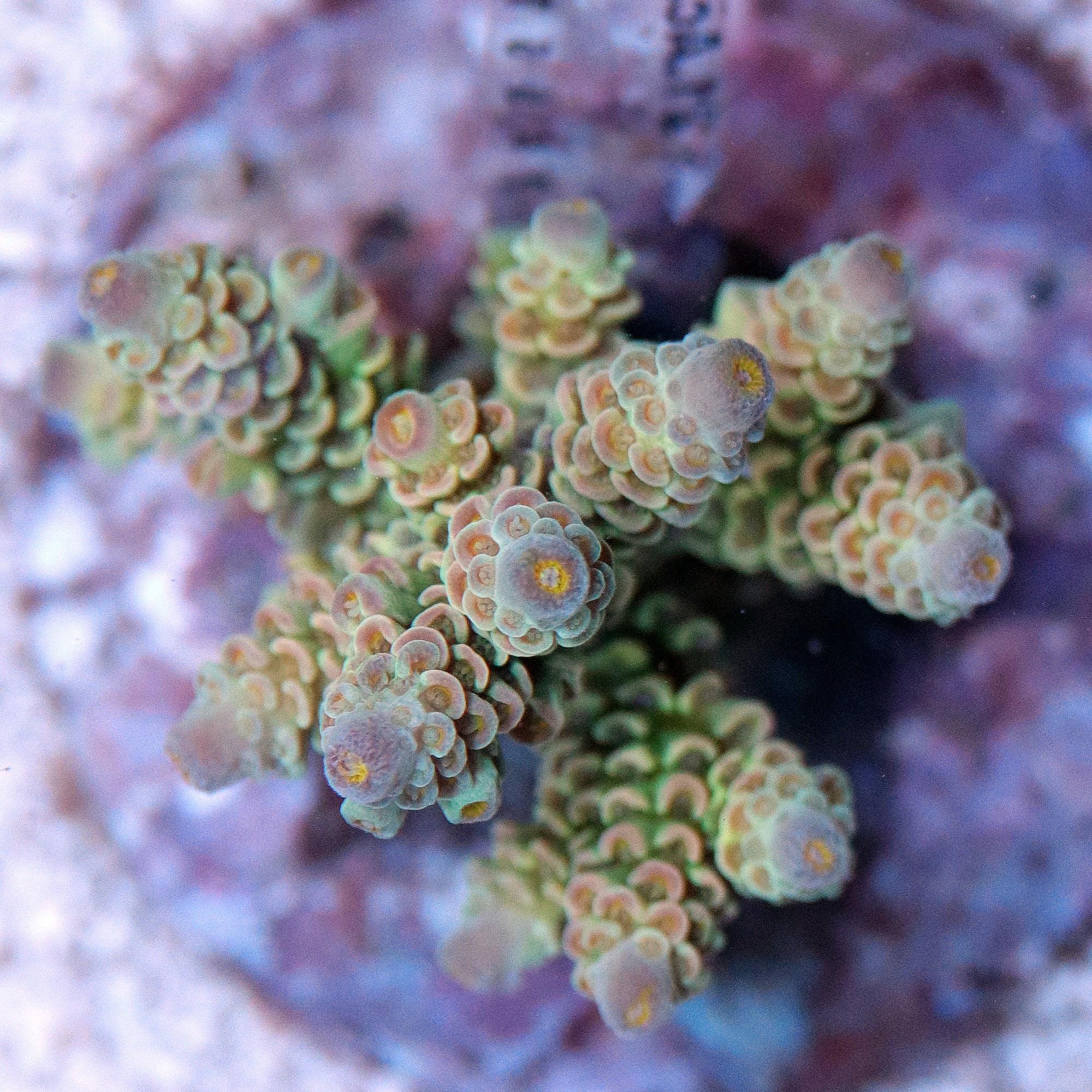 Maricultured Acropora assorted colony - The Biota Group