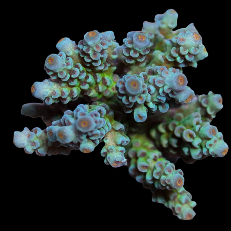 SPS - The Biota Group