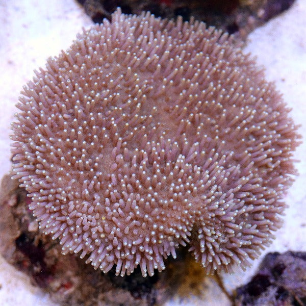 toadstool coral flow