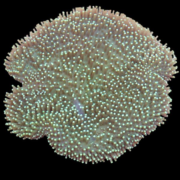 Beginner Coral Page 2 - The Biota Group