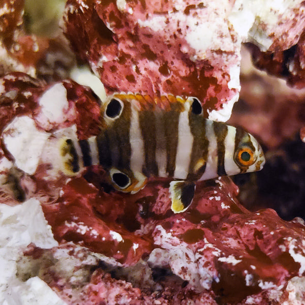 Harlequin Tuskfish - The Biota Group