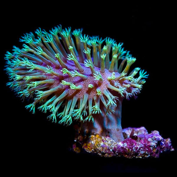 White Polyp Toadstool SM - The Biota Group