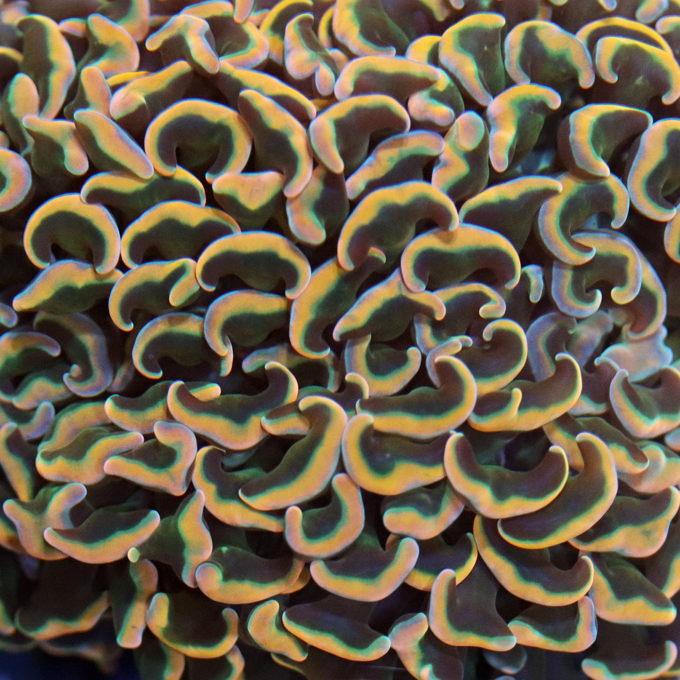 LPS - The Biota Group