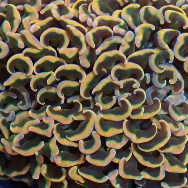 Biota Yellow Wall Hammer frag - The Biota Group