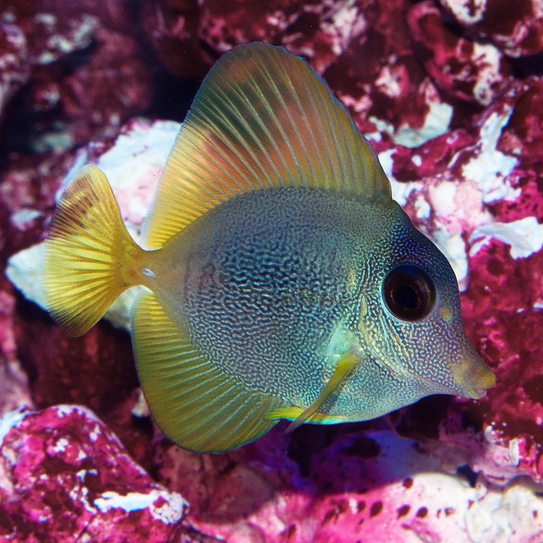 Purple Tang Fish PurpTgBeh