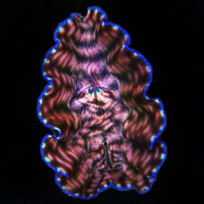 Clams - The Biota Group