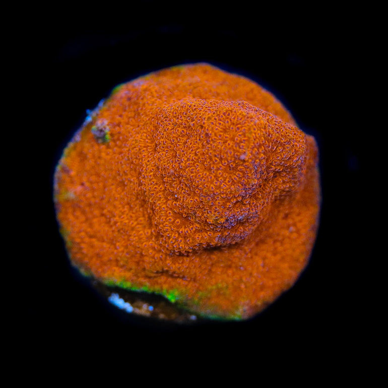 SPS - The Biota Group