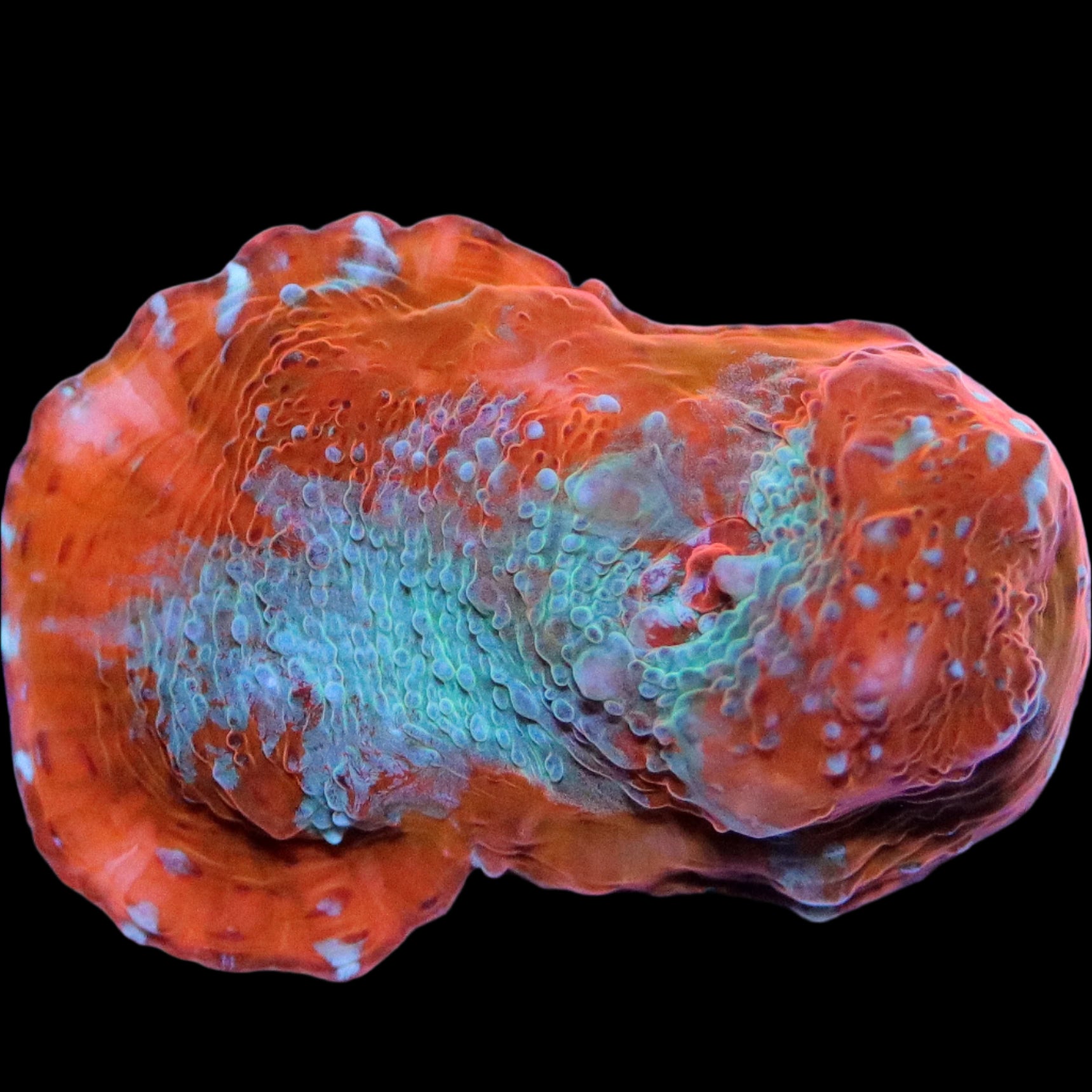 LPS Page 2 - The Biota Group