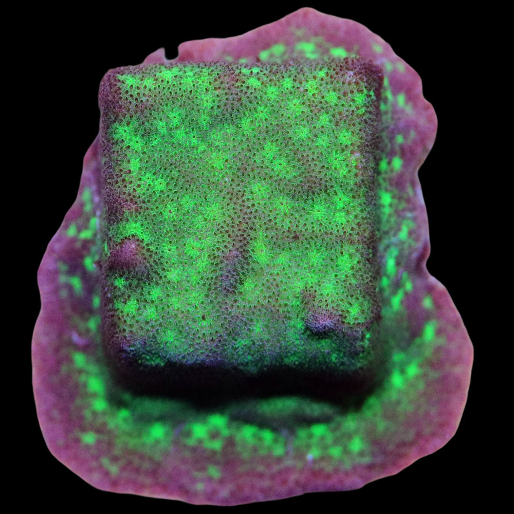 SPS - The Biota Group