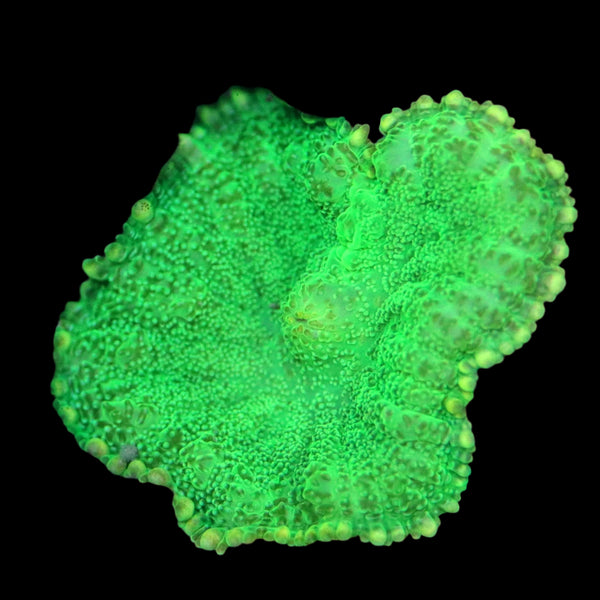 Biota Hulk Mushroom - The Biota Group