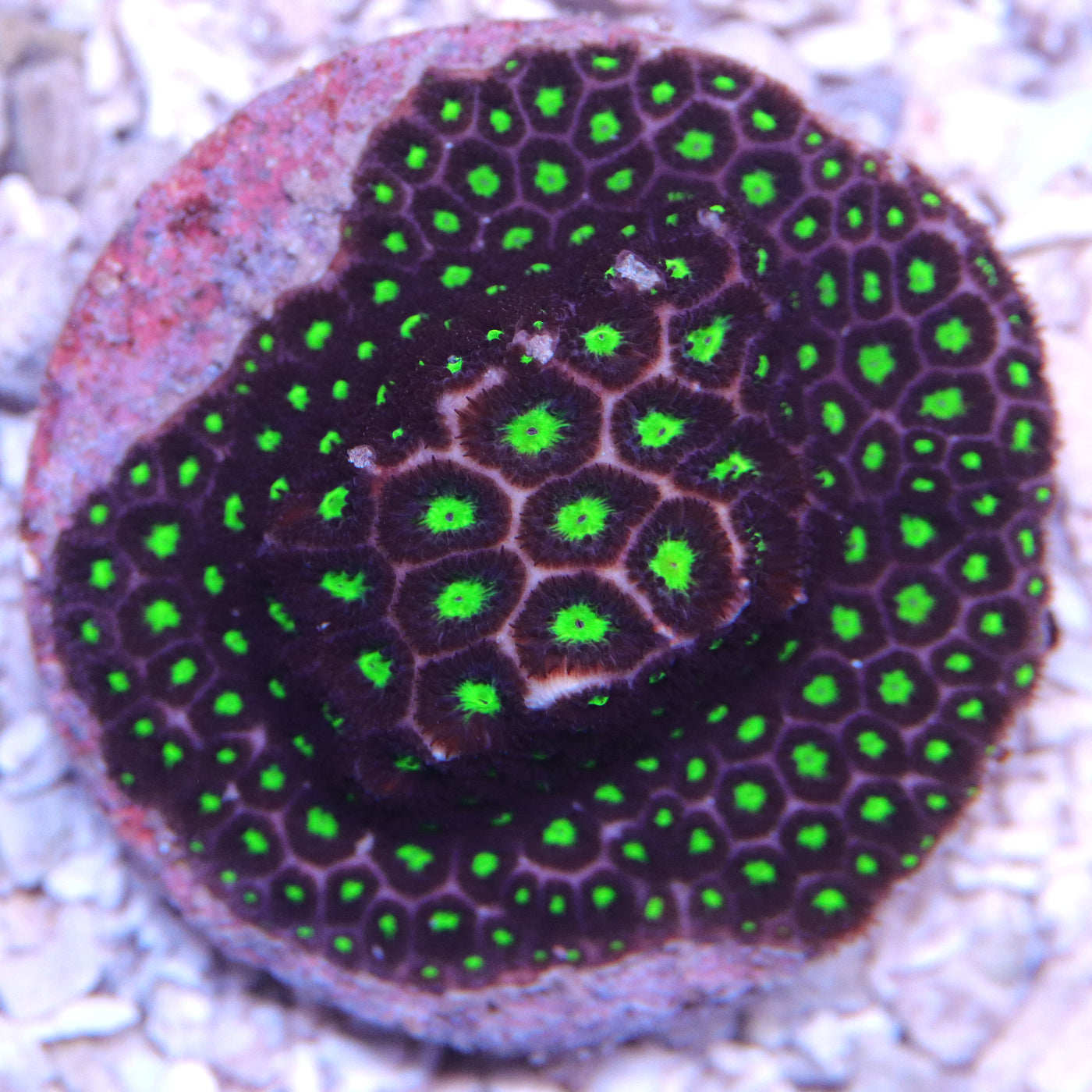 LPS - The Biota Group