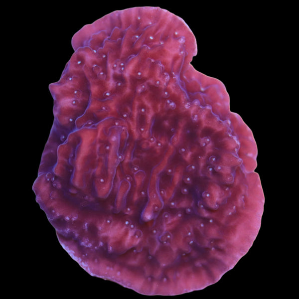 Biota red/pink Montipora Cap Frag - The Biota Group
