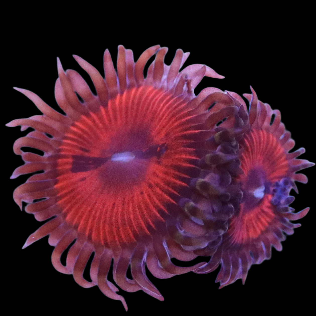 All Page 7 - The Biota Group