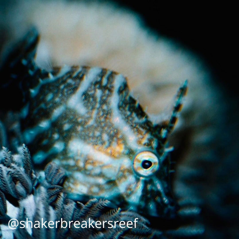 Radial Filefish SM - The Biota Group
