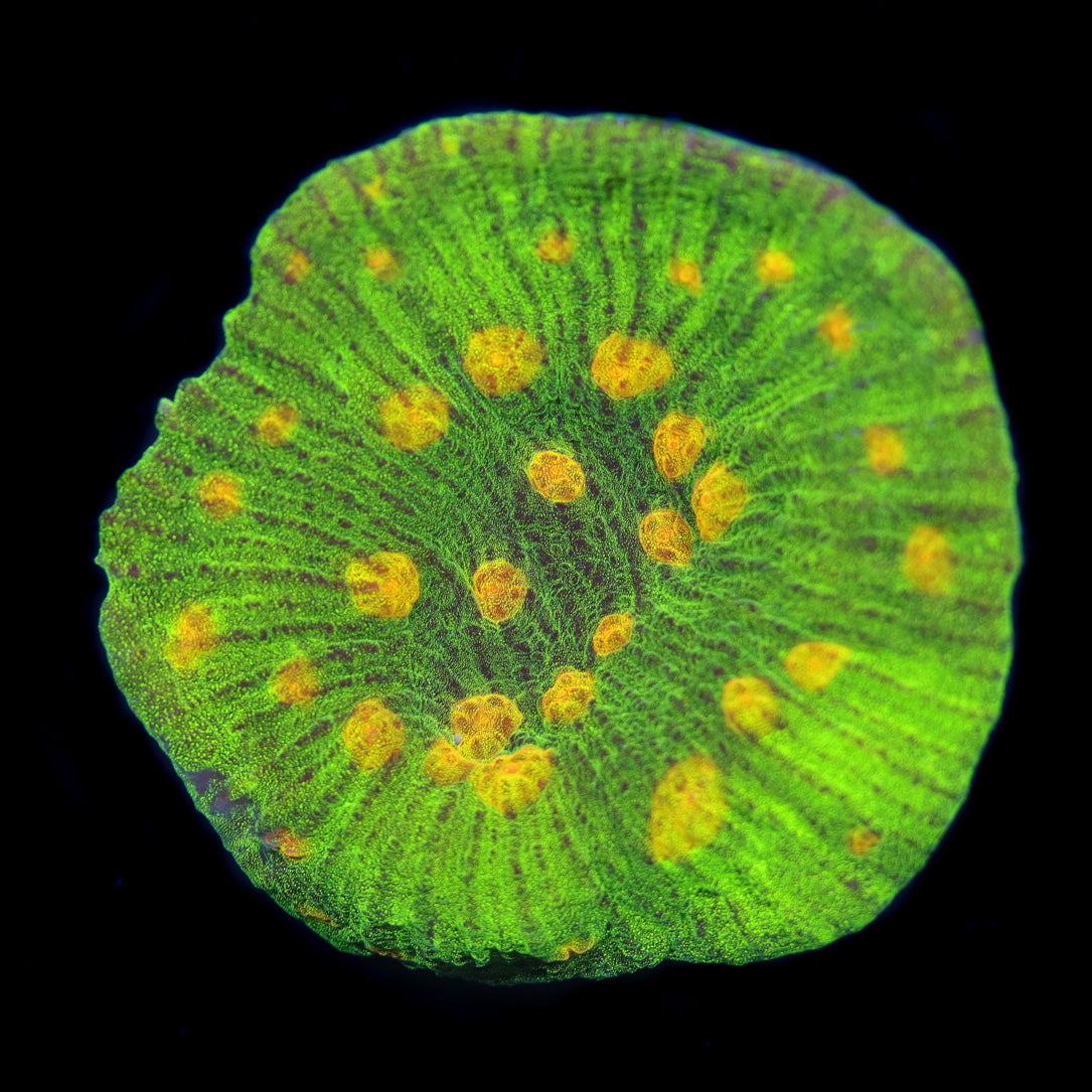 LPS - The Biota Group