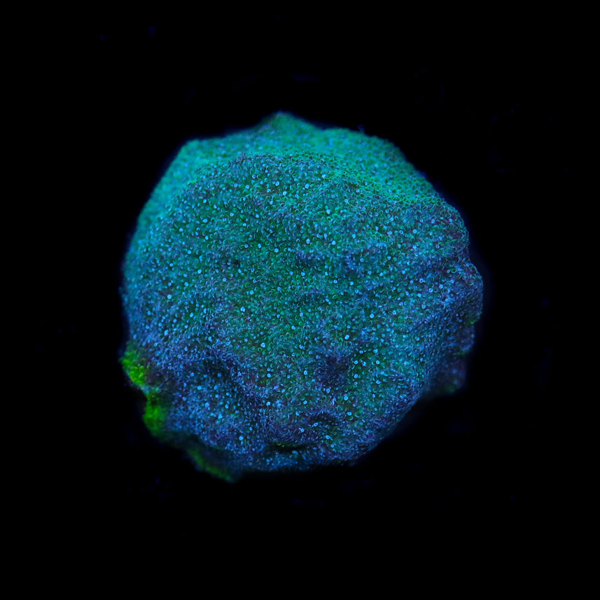 SPS - The Biota Group