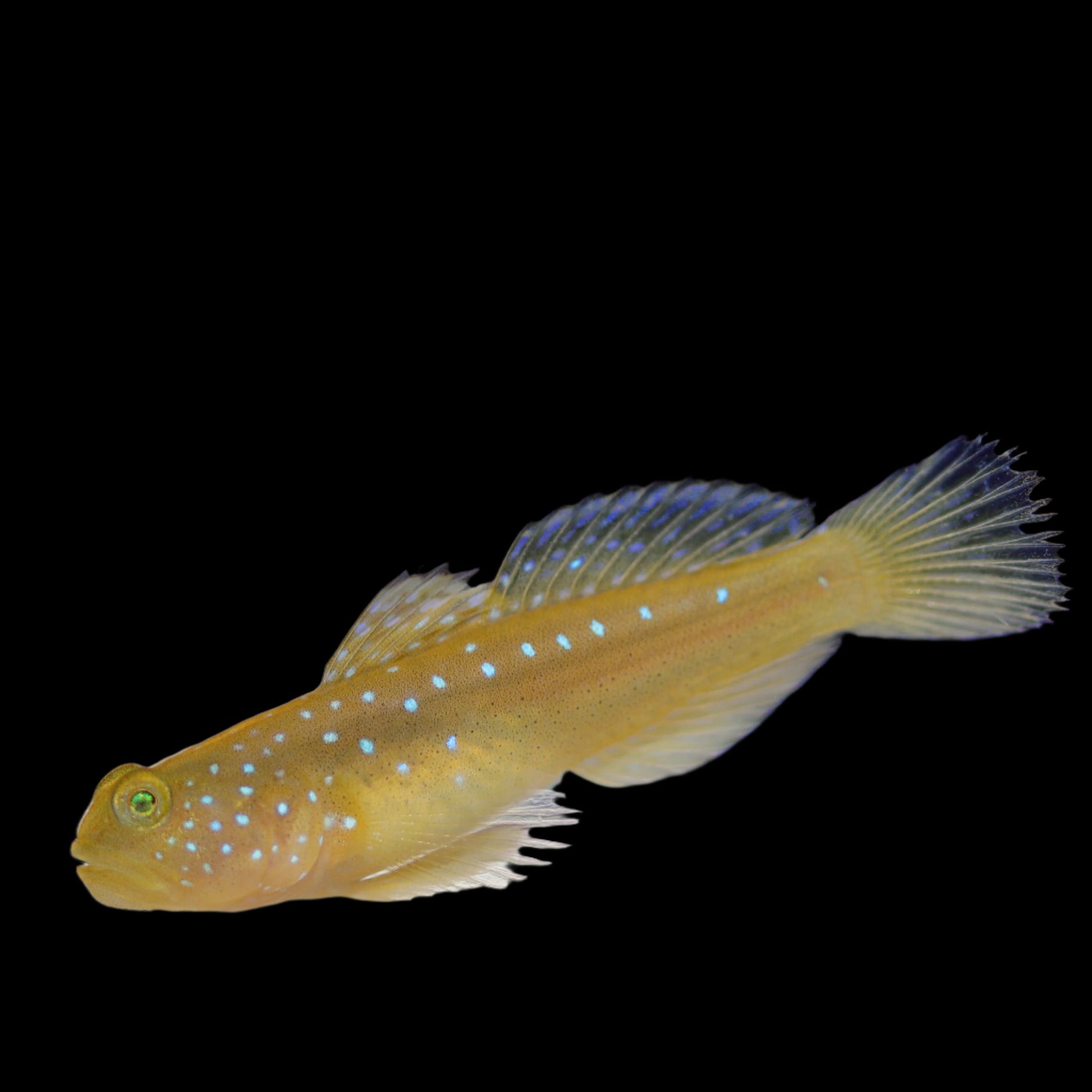 Reef Safe - The Biota Group